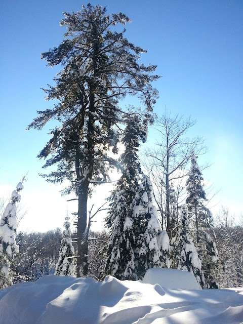 Neesie Natters: Canadian crispness...It's Oh Sooooo Cold!