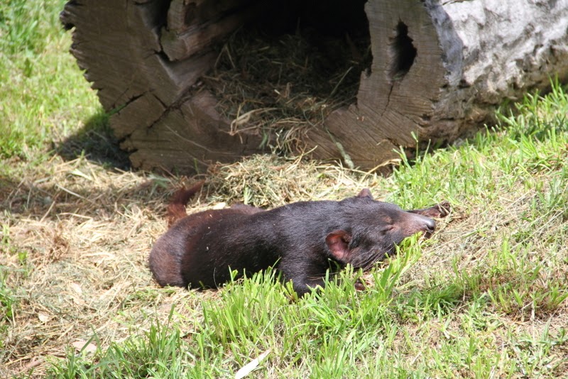 Elly-An, Amy-Linh, Liên Châu et Sylvain au Vietnam: La faune Australienne