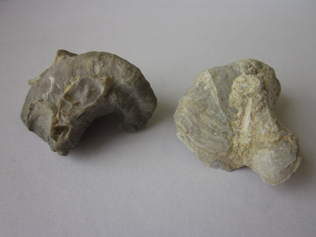 Dr.Pollack's Wonderfully Beneficial Geology Class!: Fossils - Phylum ...