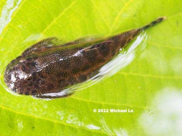 The rainforests of Borneo & Southeast Asia: Fishes of Upper Segama ...