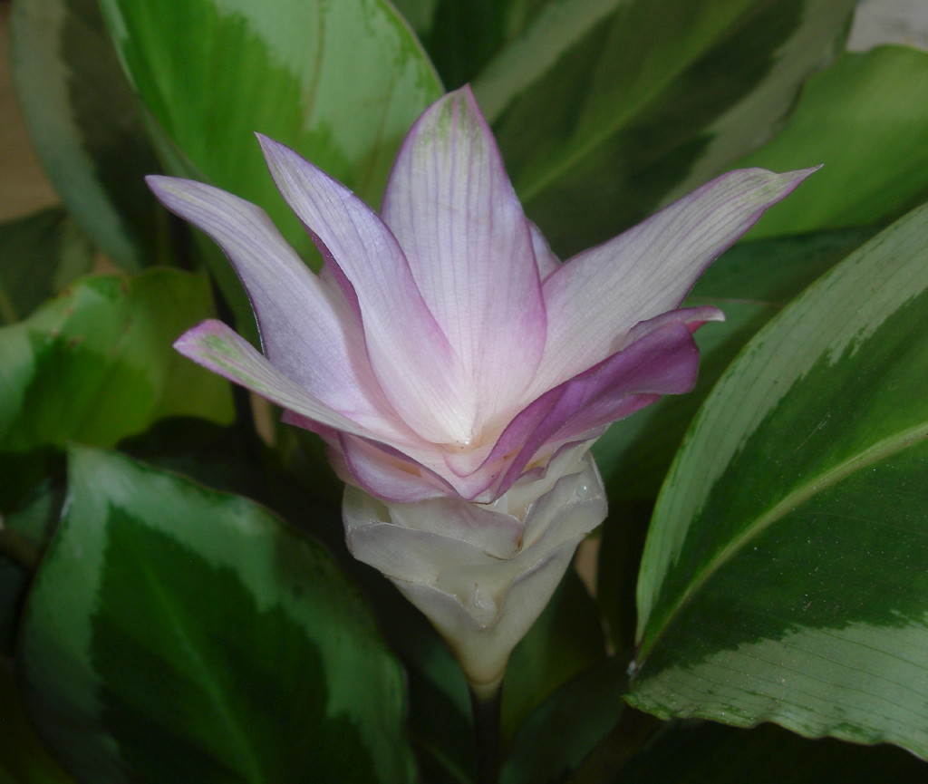 Viveros Vangarden: La flor de una Calathea