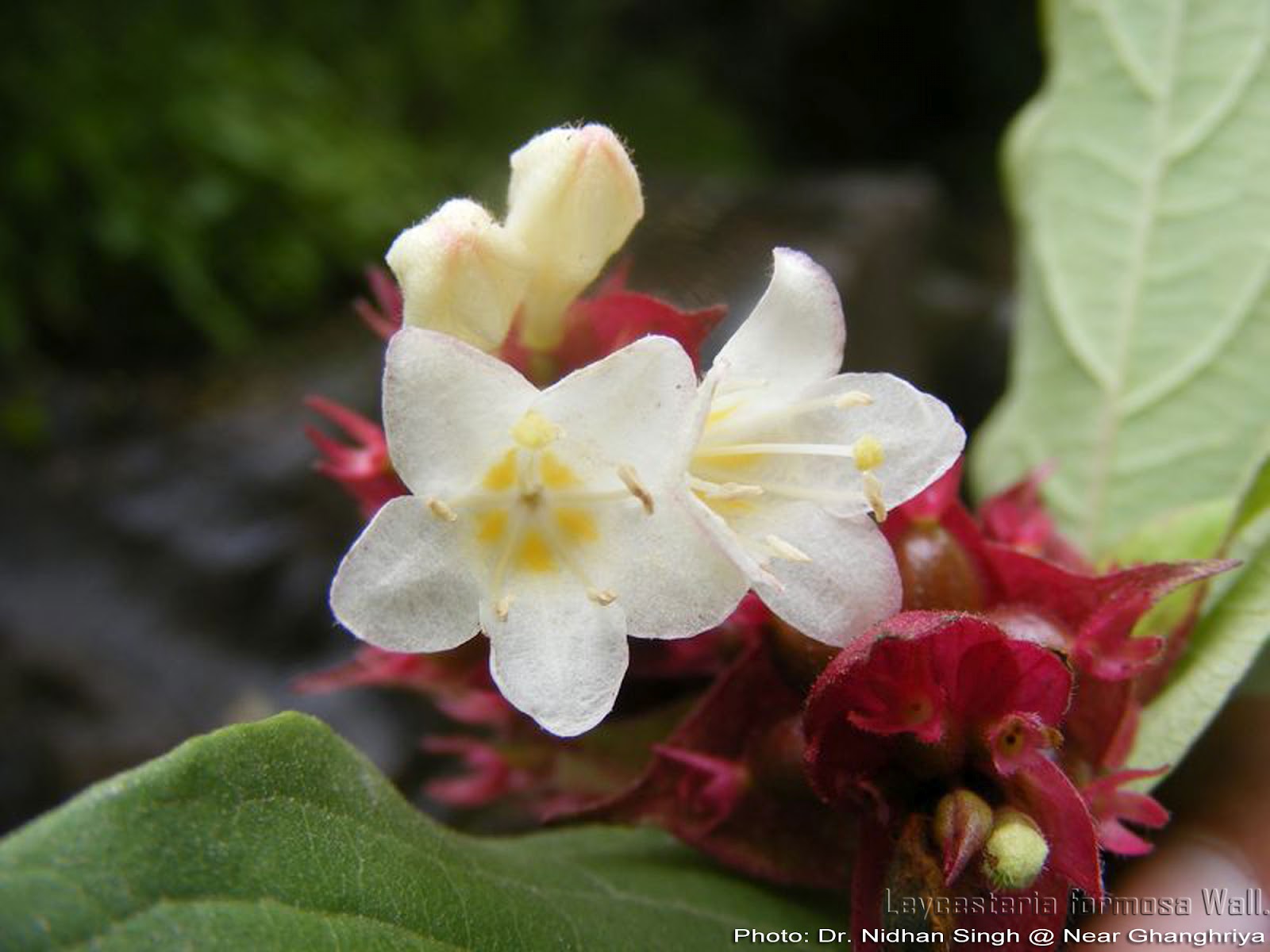 Medicinal Plants: Leycesteria formosa Himalayan Honeysuckle Pheasant berry