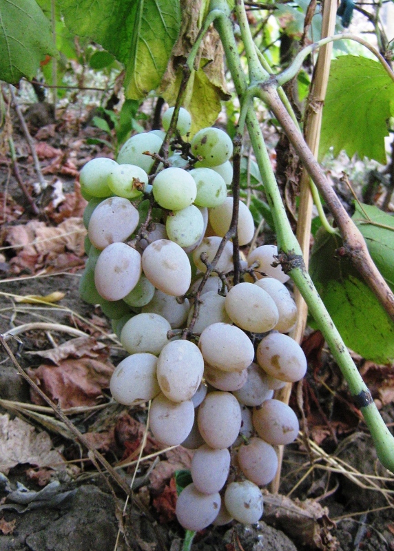 Blind Love: Parfum de struguri - Povestea vinului