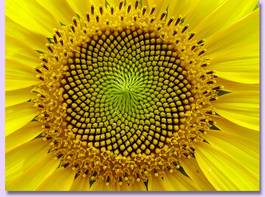 Yogaspirit: Mandalas in Nature