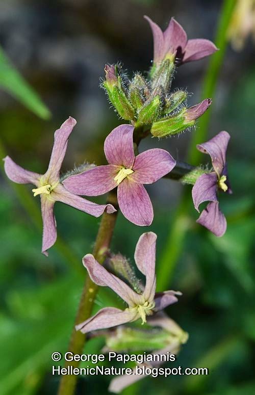 Hellenic Nature: Hesperis laciniata ssp secundiflora