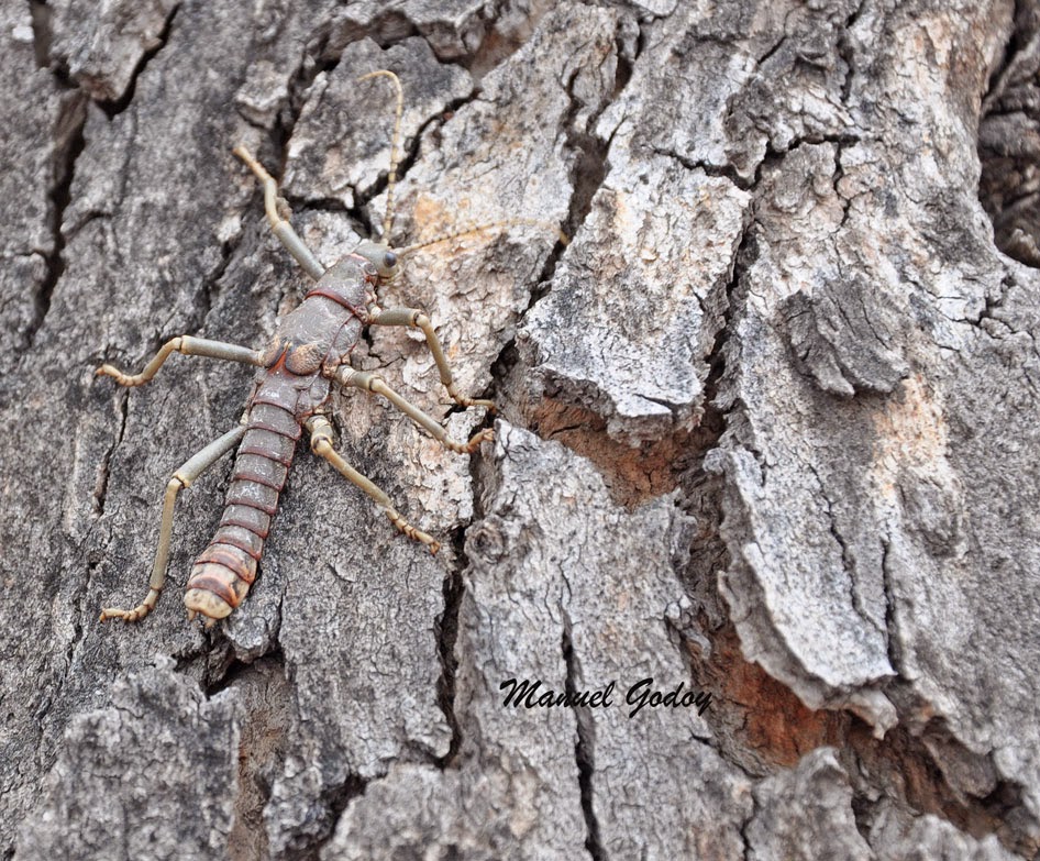 veterinaria - animal - Mendoza: Otros insectos de Mendoza