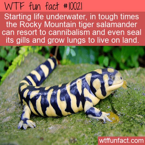 60 Crazy Facts To Truly Blow Your Mind! | Amazing WTF Facts