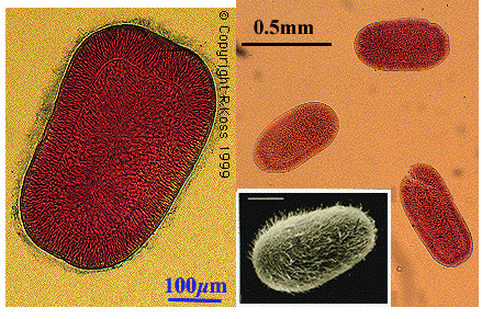 Biologia - nauka o życiu: Parzydełkowce (Cnidaria) - dwuwarstwowe ...