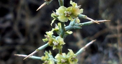 Η χλωρίδα μας: Noaea mucronata