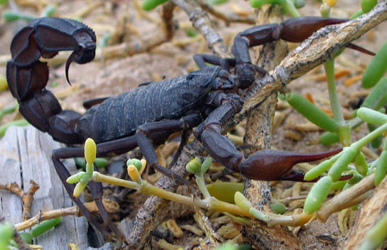 All About Animal Wildlife: Black Scorpion Facts and Photos-Images 2012