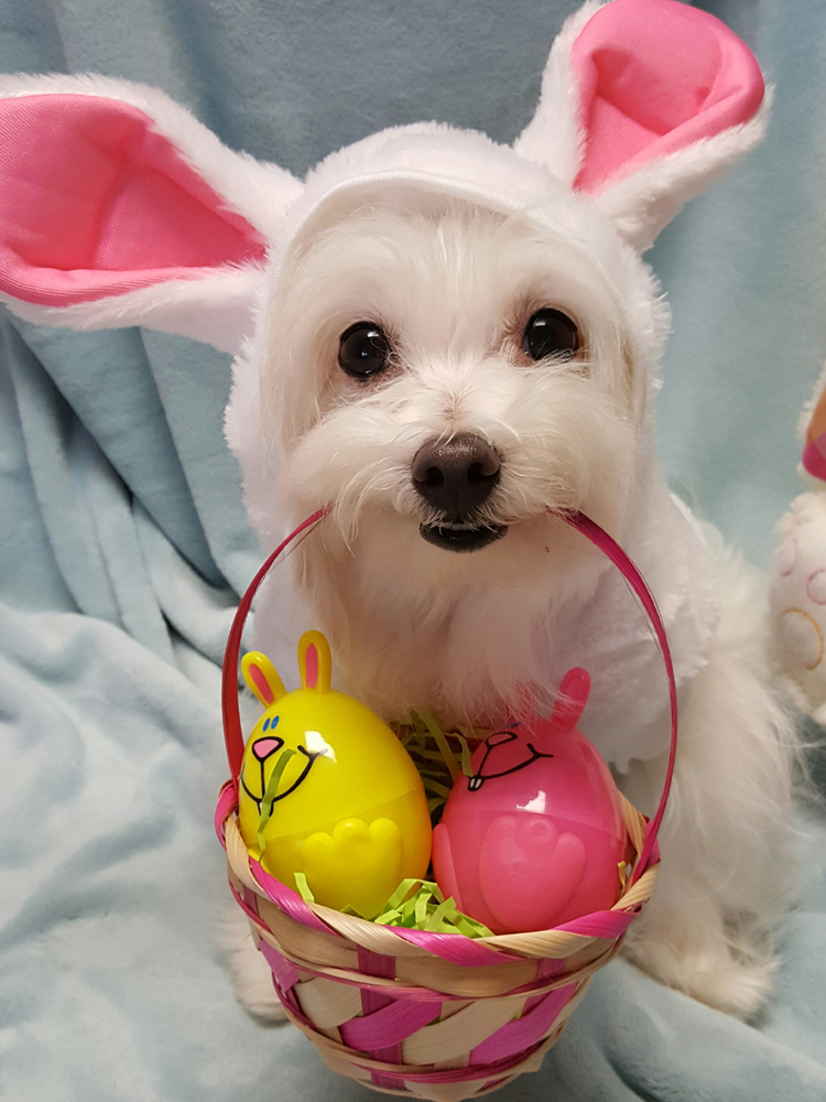 A Star For Chiemi: Easter Bunnies Galore!