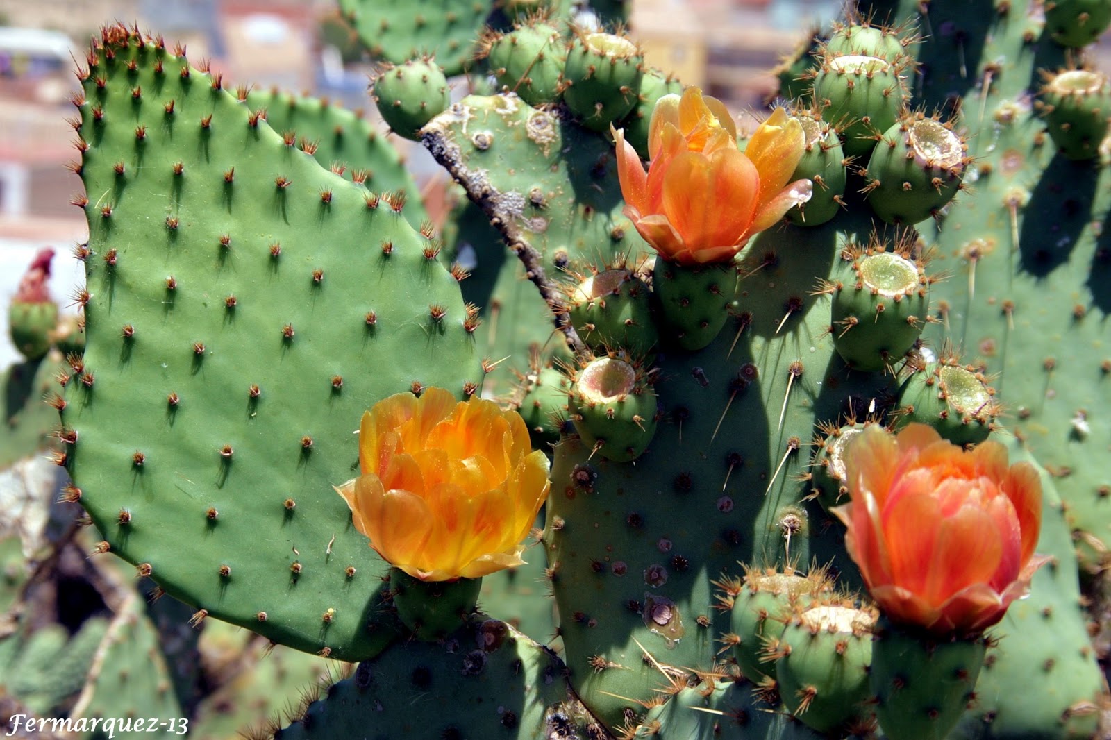 Margil Dibó 2: Flor de la Chumbera