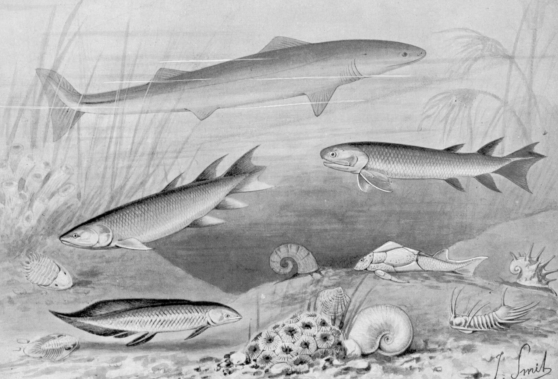 History of the Earth: May 6. The Age of Fishes