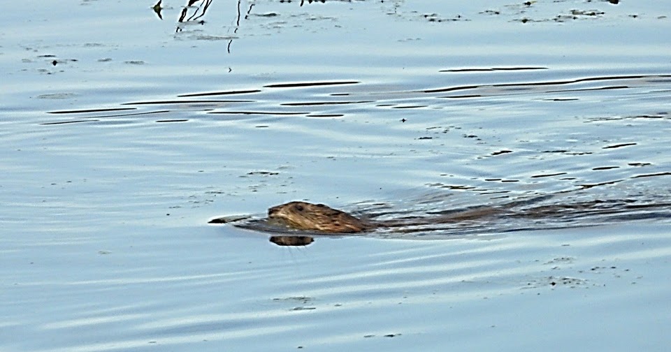 Animal, Nature, and Travel: First visit to Wheeler's National Wildlife ...