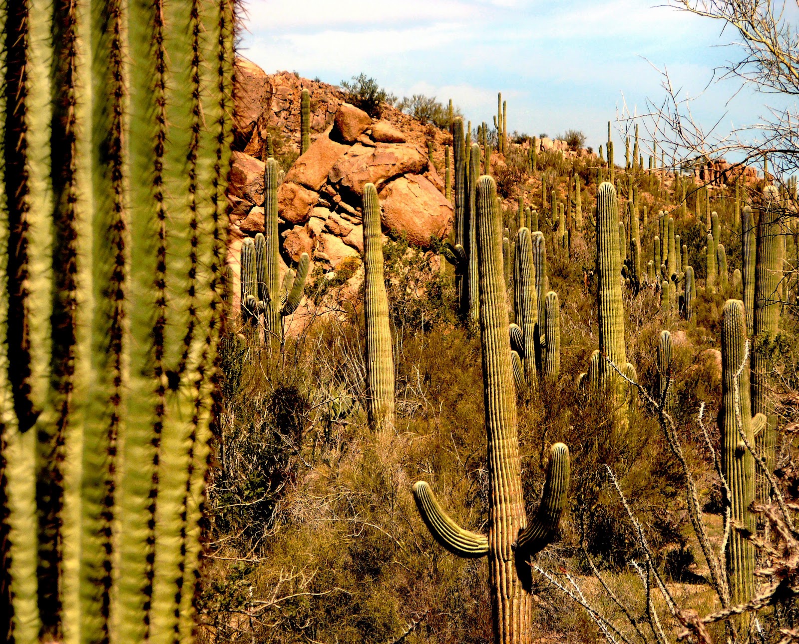 How Was Your Trip?: Saguaro National Park