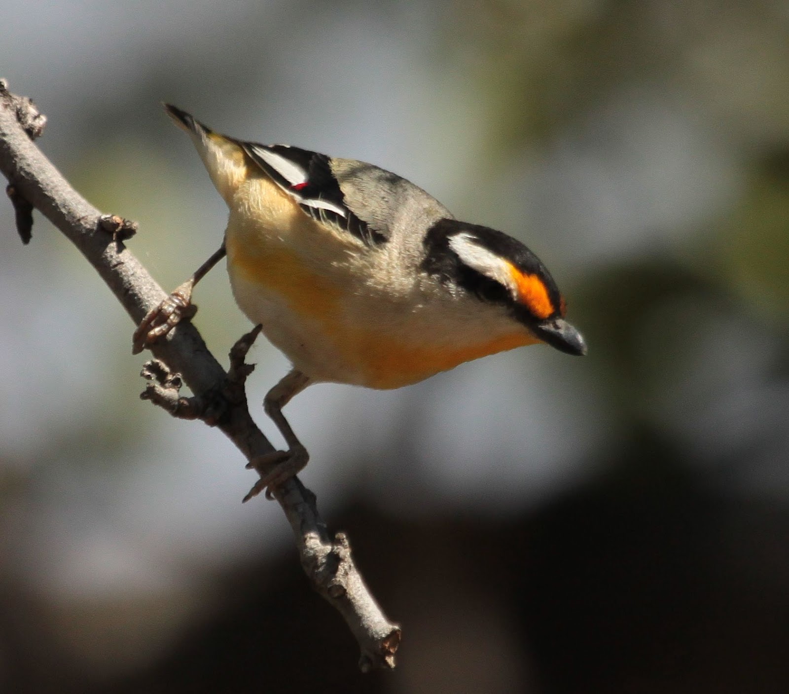 Richard Waring's Birds of Australia: Striated Pardalote - friendly and cute