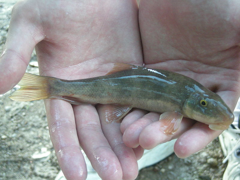 Fish Index: Desert Sucker (Catostomus clarki)
