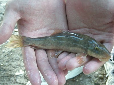 Fish Index: Desert Sucker (Catostomus clarki)