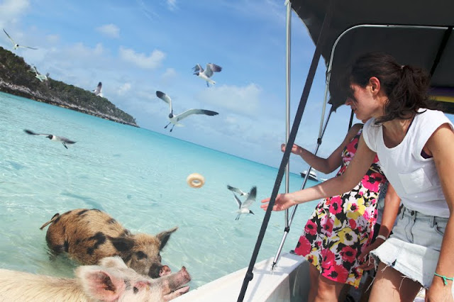 The Cellar Door - Photography: Pig Beach - Staniel Cay - Exuma - Bahamas