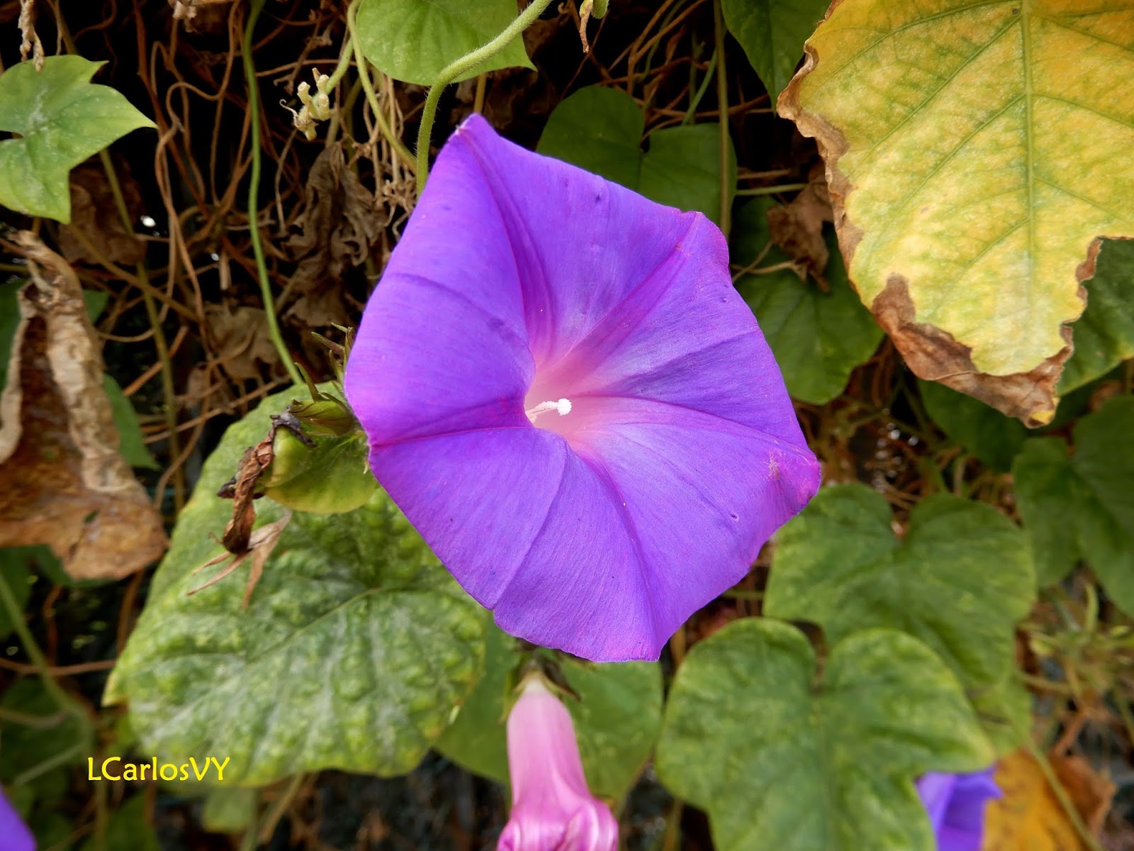 Plantas silvestres de Asturias: Campanilla morada, Ipomea, Yedra morada ...