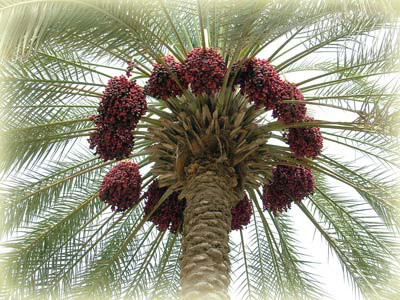 الرقم 7 و النخلة