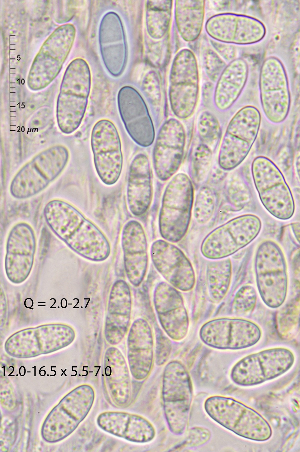 Thyronectria ilicicola (Hirooka, Rossman & P. Chaverri)