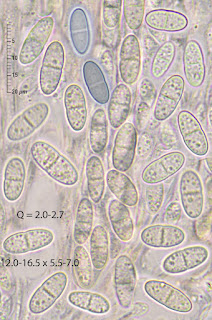 Thyronectria ilicicola (Hirooka, Rossman & P. Chaverri)