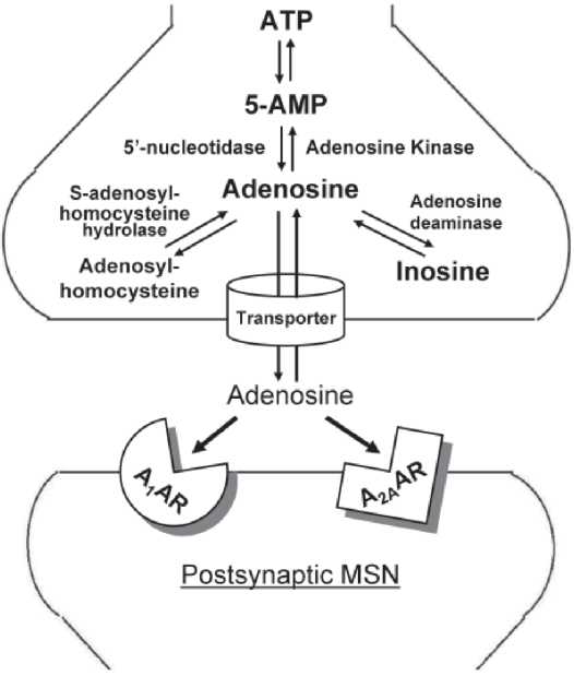 Behavioral Activation Blog: Adenosine and Dopamine: Synthesis ...