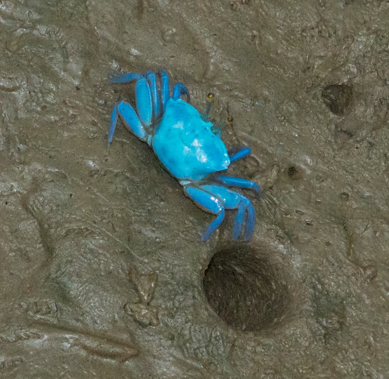 A Wandering Naturalist: Sarawak: Among the Mangroves