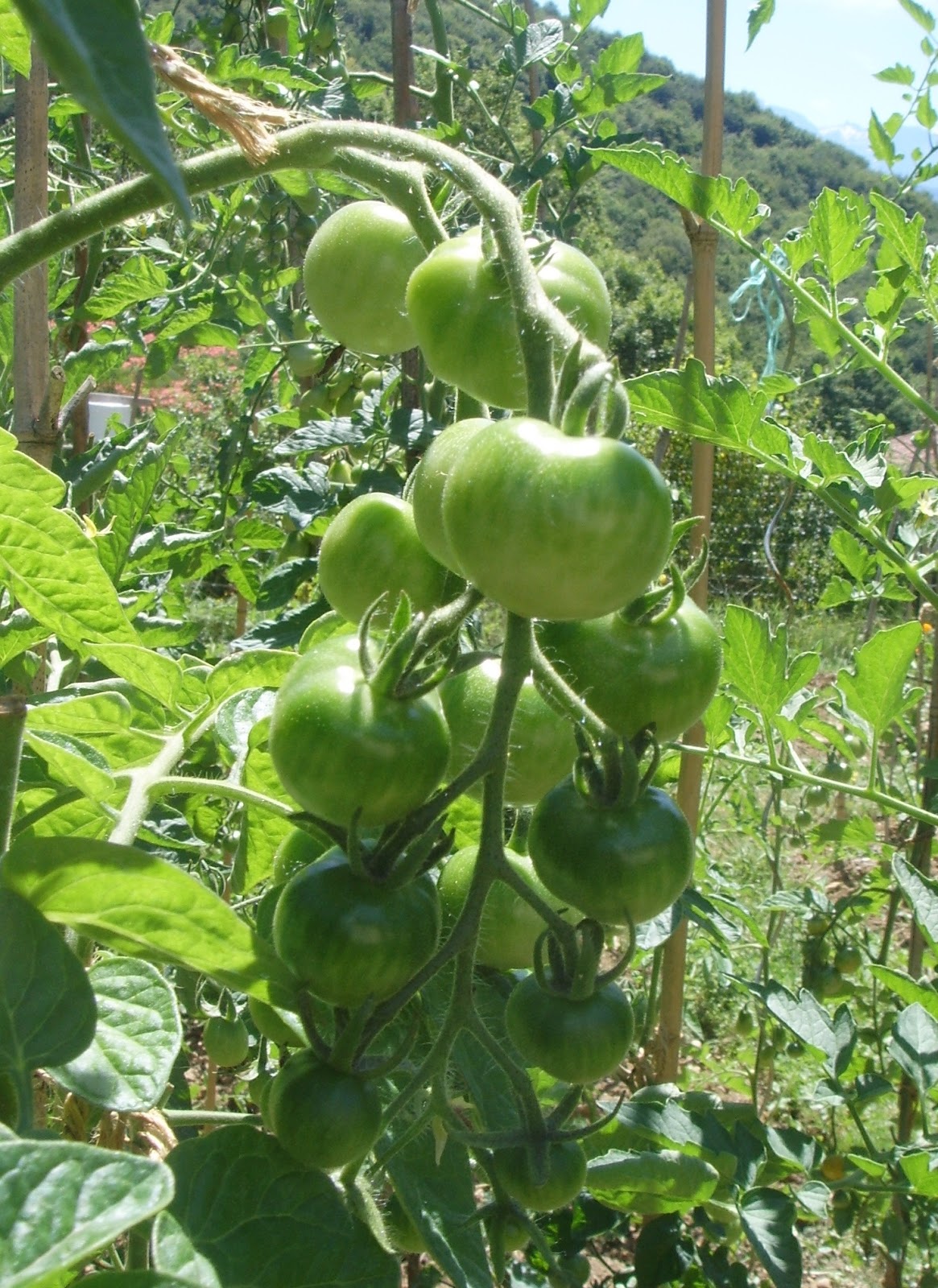 Stella in the Pyrenees : What is the Point of Green Zebra Tomatoes?