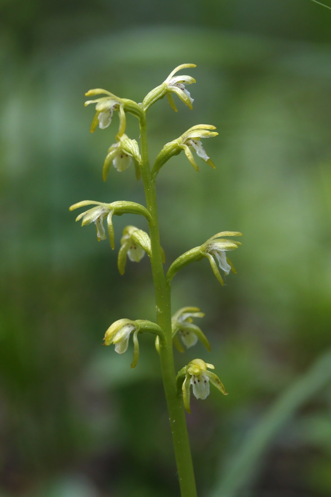 Native Orchids of the Pacific Northwest and the Canadian Rockies (and ...