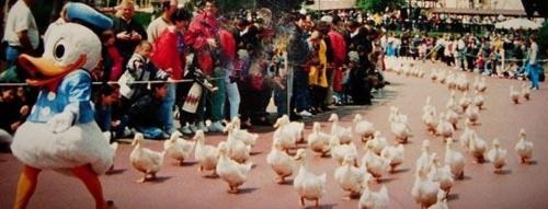 Disney Avenue: The Story Behind Donald Duck and the 50 Real Ducks That ...