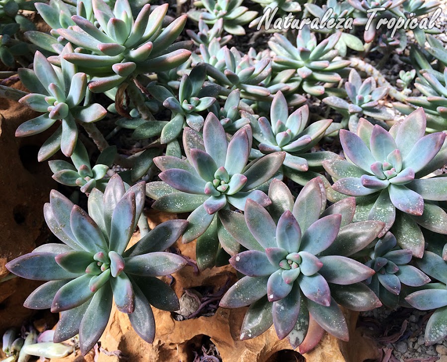 Información completa sobre la Madre perla, Graptopetalum paraguayense ...