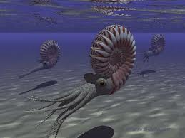 Fósiles-Pablo: Cefalópodos: nautiloideos, ammonoideos y coleoideos.