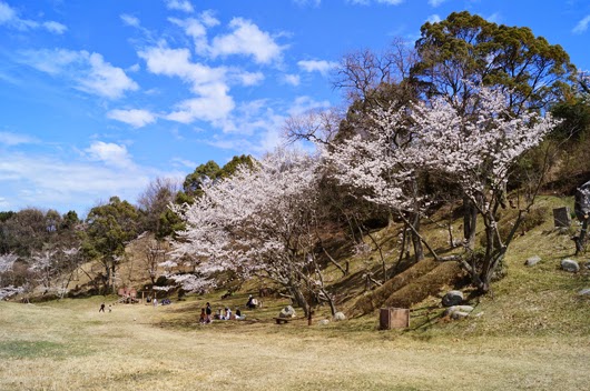 aquacompass-eng: Cherry tree of Asano Park