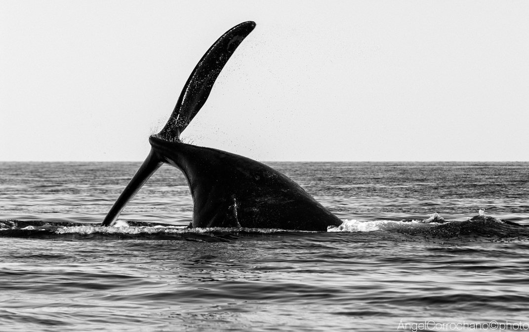 Ballena franca en la peninsula Valdés