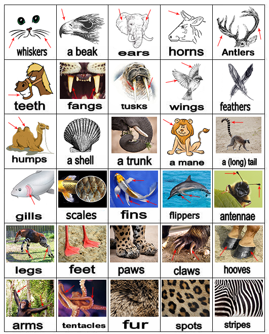 English 4 all: Partes de los animales