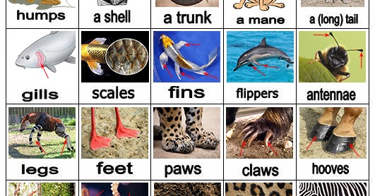 English 4 all: Partes de los animales