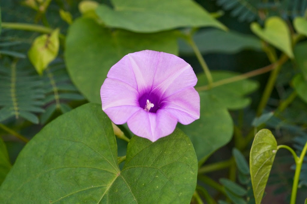 Flora de Puerto Rico Ilustrada Papo Vives: CONVOLVULACEAE-IPOMOEA ...