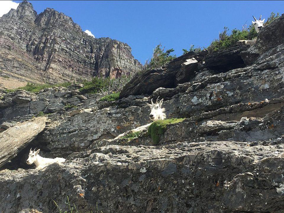 CLASA NOASTRĂ: [ FOTO ] CAPRA DE MUNTE