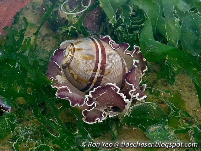 tHE tiDE cHAsER: Headshield Slugs (Phylum Mollusca: Clade Cephalaspidea ...