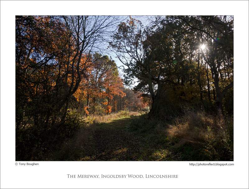 PhotoReflect: The Mereway, Ingoldsby Wood, Lincolnshire