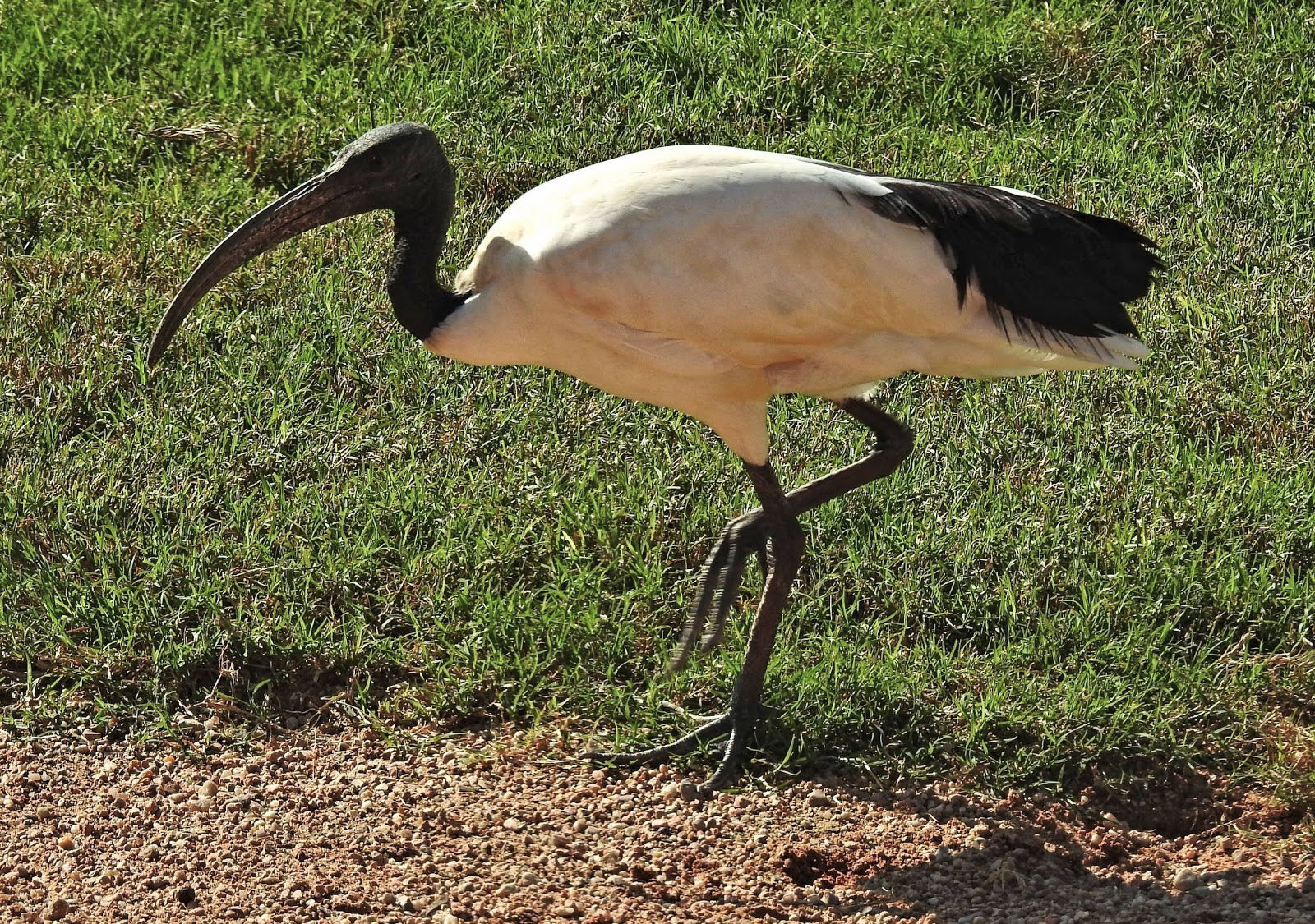 BIRDWALKERMONDAY: 14-10-2015 VALENCIA BIOPARC - AFRICAN SACRED IBIS ...