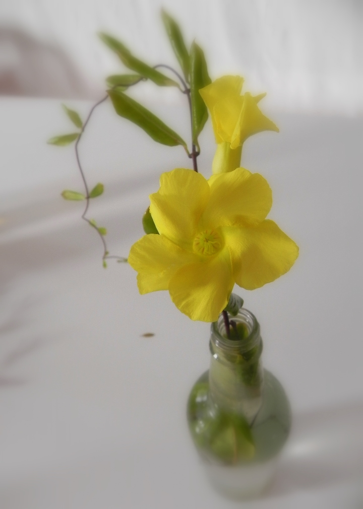 Field Guide Fridays – Wild Allamanda | Stacie Steensland