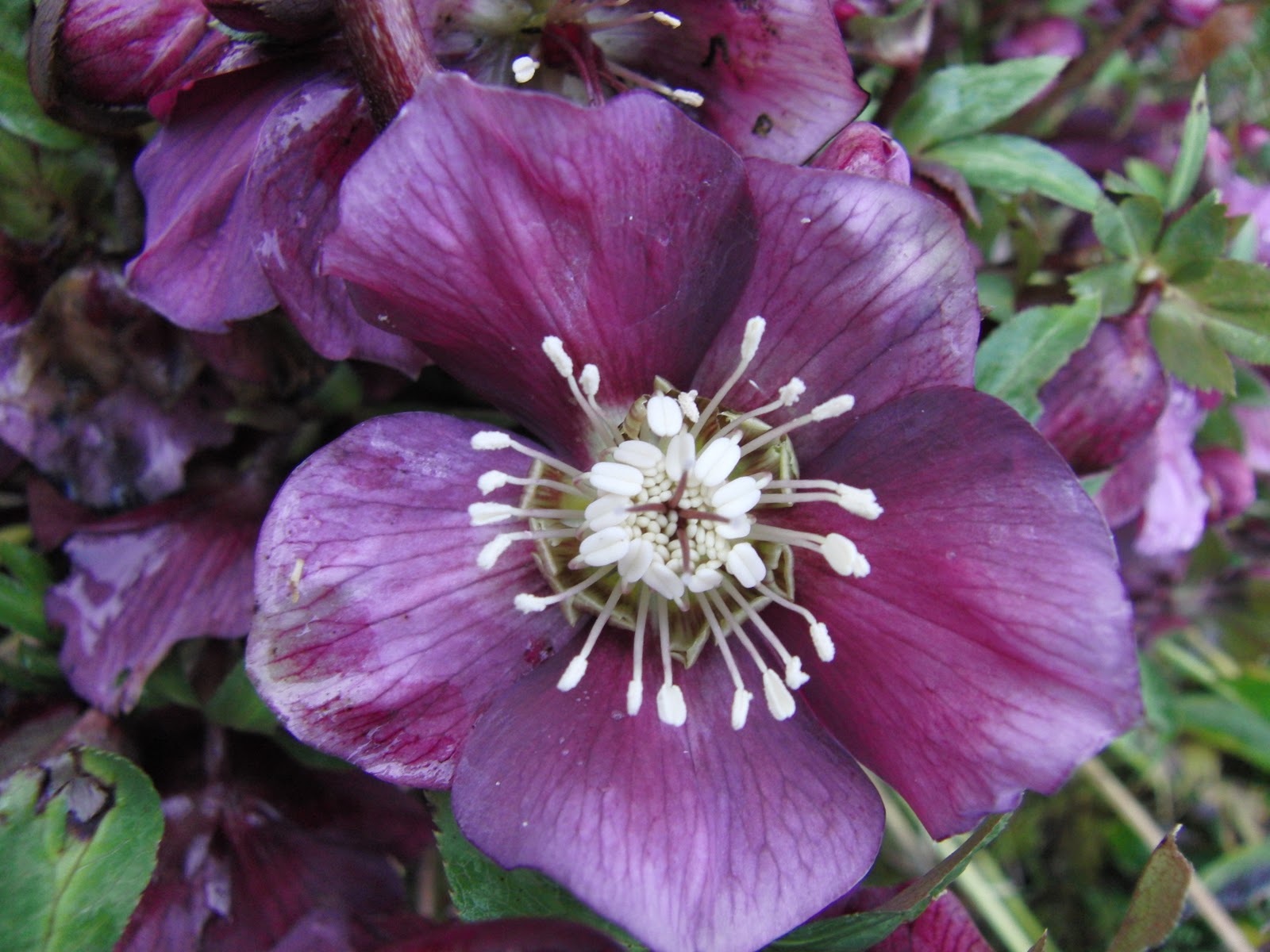A Rural Life: Helleborus Brings The First Flash Of Colour