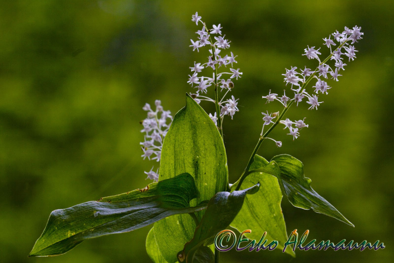 Eko-Kuvia: Oravanmarja....