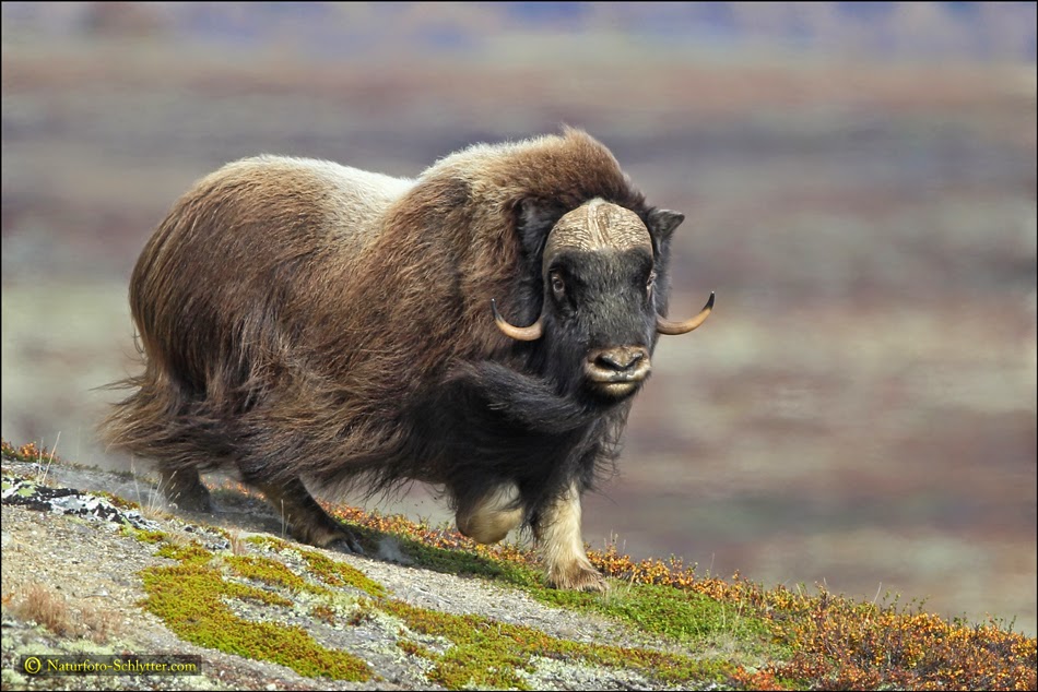 Villmarksopplevelser i ord og bilder!: Moskus og Fjellrev.. Dovrefjell