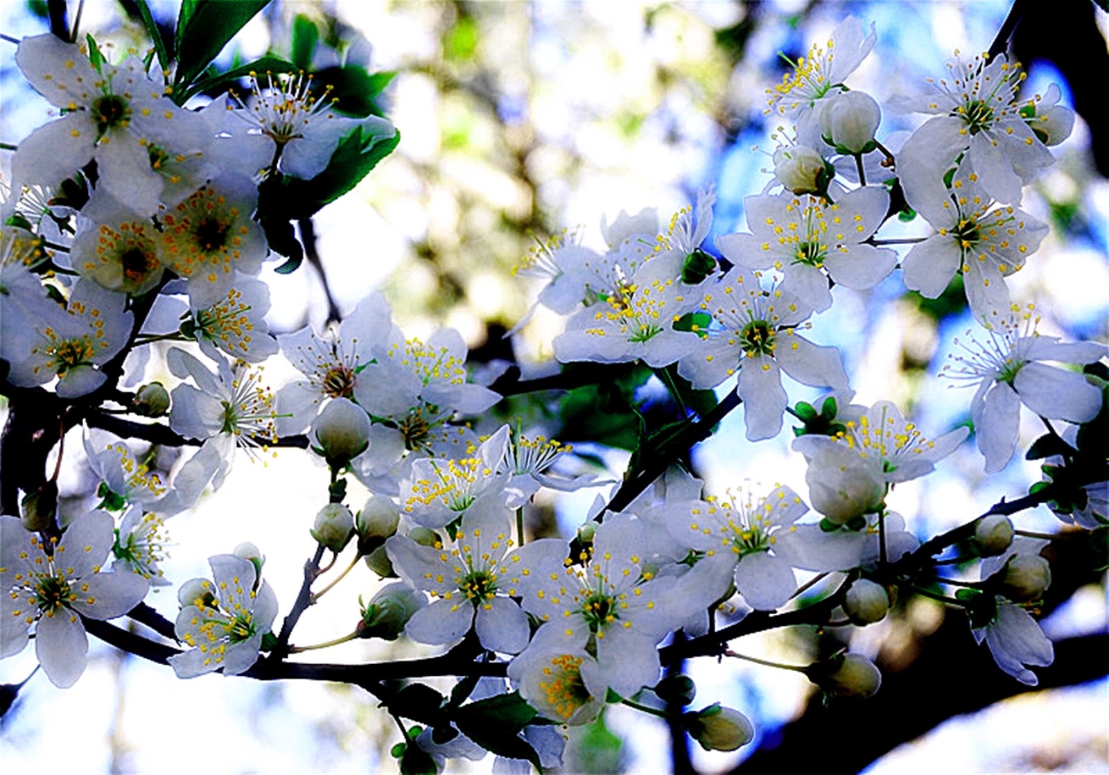 Info.Carlibaba.Bucovina.Online: Selectie cu imagini de primavara pe ...