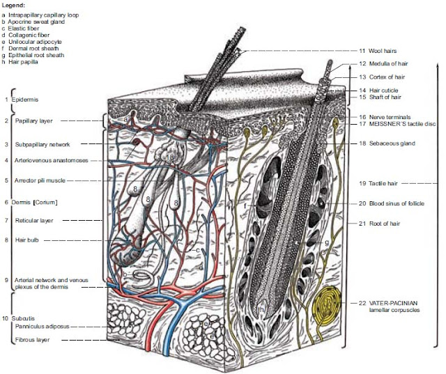 Hairs in animals - Structure/ parts/ types/ tactile hairs ~ MAURIVET
