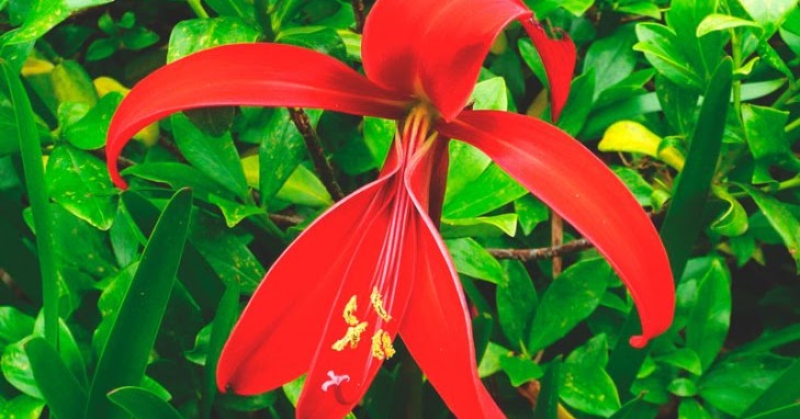 cultura verde: De la heráldica, la flor de liz (Parte I)